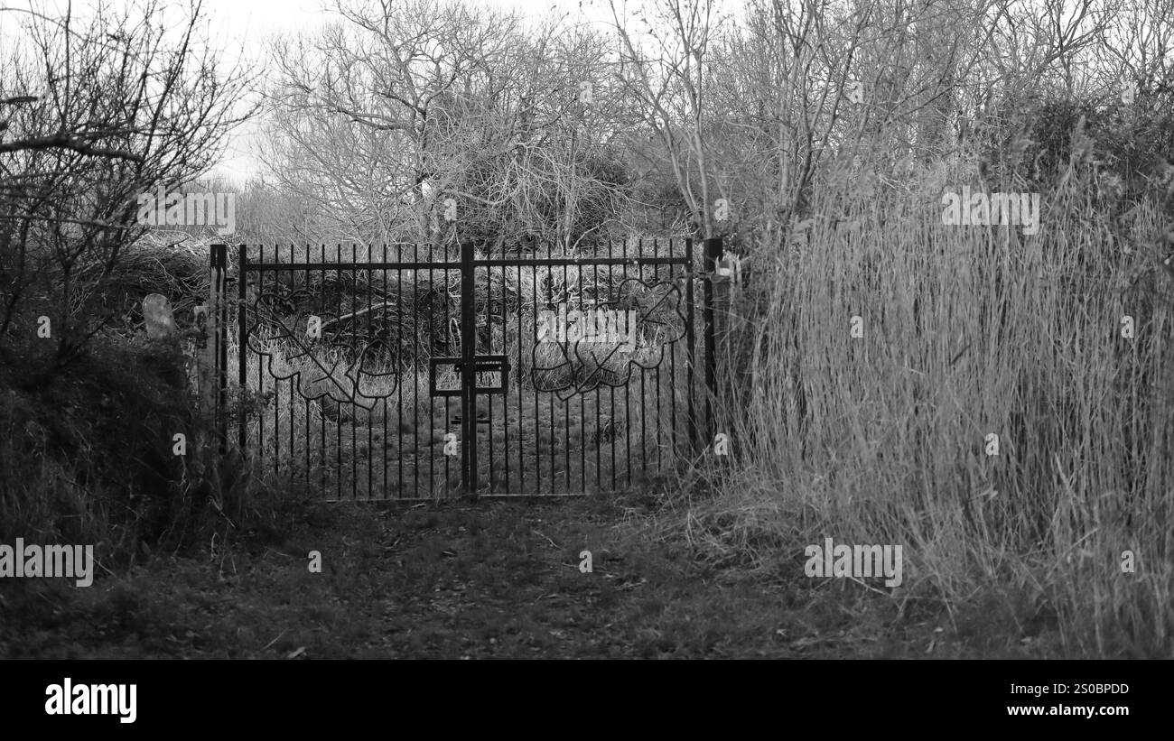 Wildgrounds Nature Reserve, 19 December 2024. Grayscale: Double iron ...