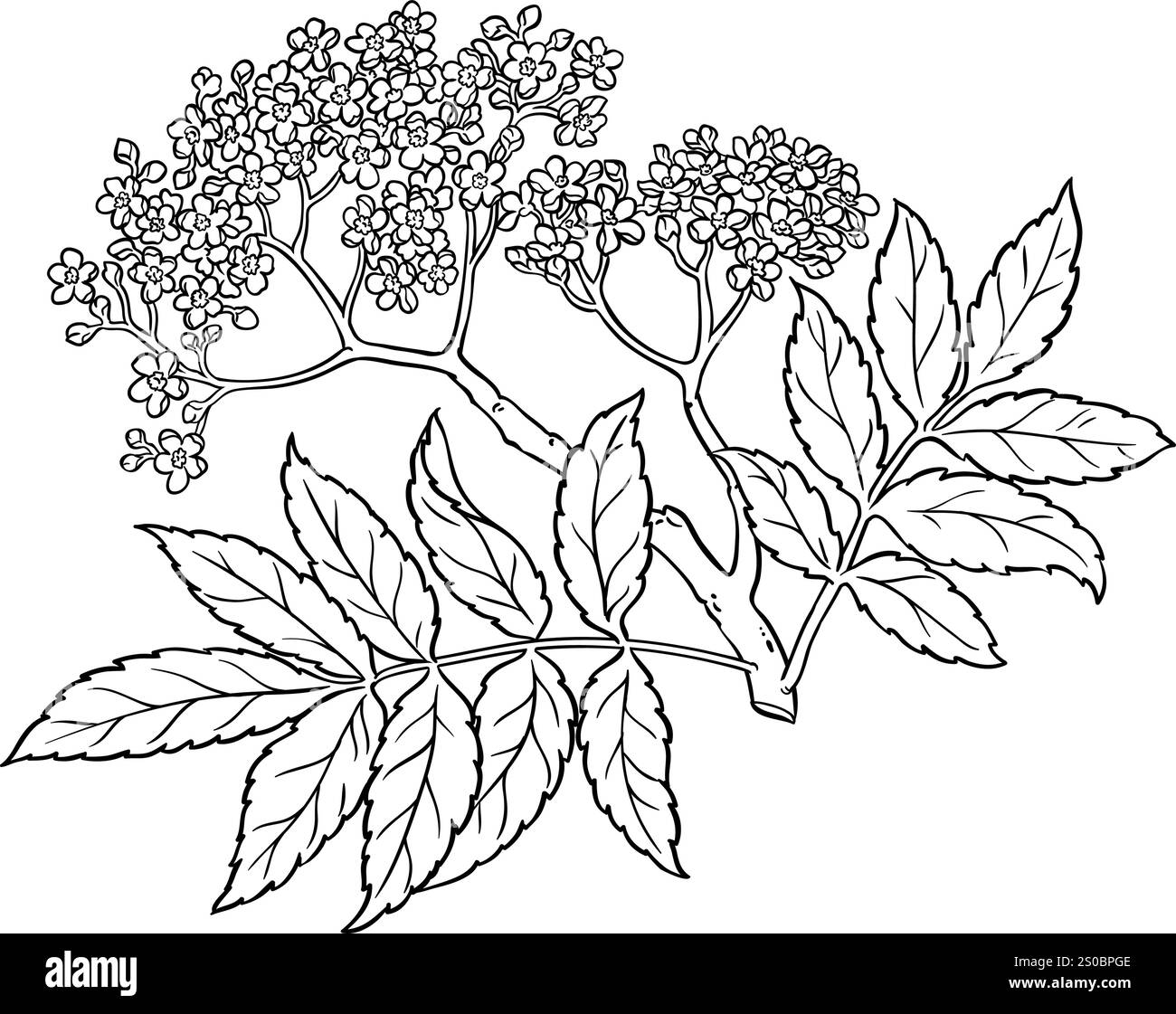 Rowan Branch with Flowers Outline Illustration Stock Vector Image & Art ...