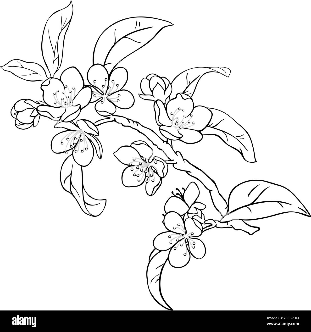 Peach Branch with Flowers Outline Illustration Stock Vector Image & Art ...