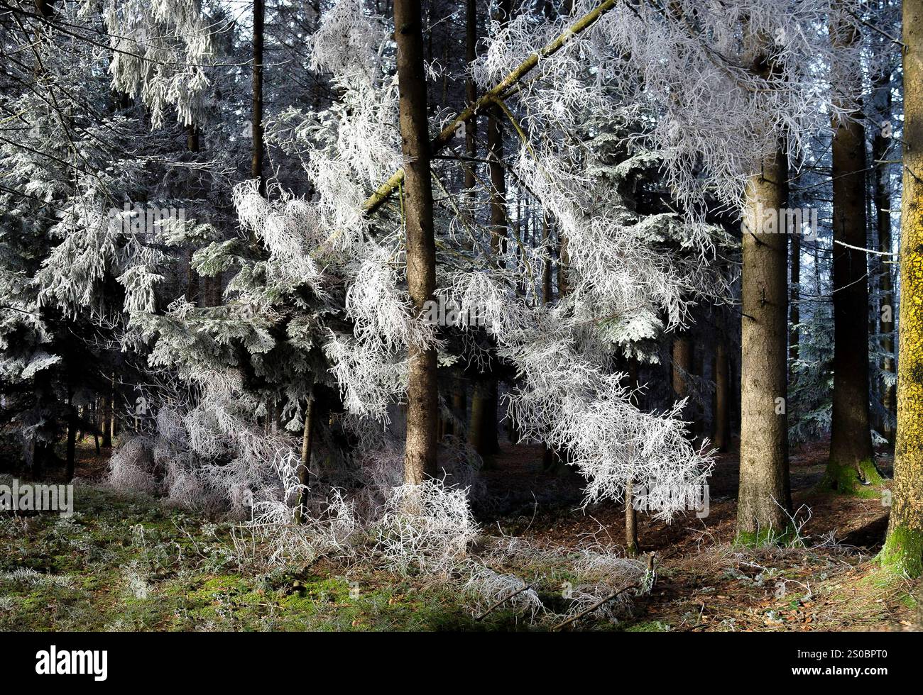Bavaria, Germany. 26th Dec, 2024. Fallen spruce tree covered with frost ...