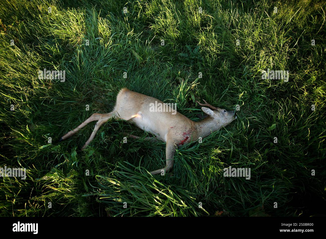 Overhead view of a dead deer lying in the grass, recently shot by a ...
