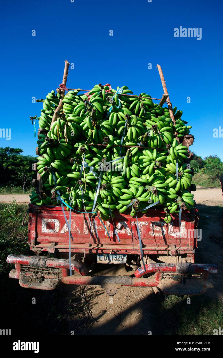Bananas dominican republic hi-res stock photography and images - Alamy