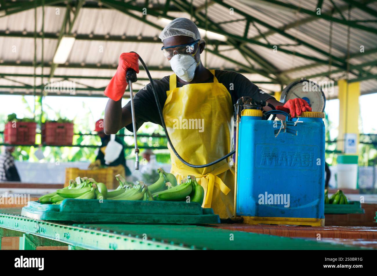 A banana worker spays the green bananas before packing Stock Photo - Alamy
