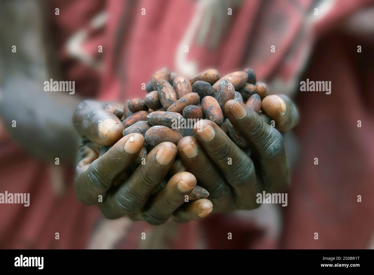 Hands holding cocoa beans, Theobroma cacao, Ghana, Africa Stock Photo ...