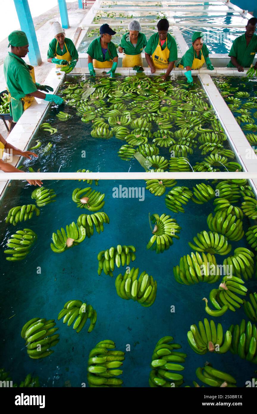 Bananas dominican republic hi-res stock photography and images - Alamy