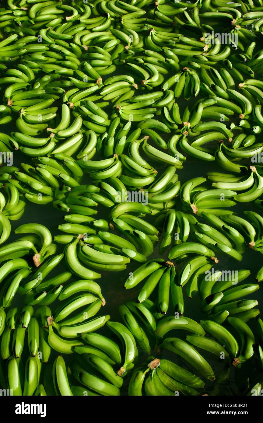 Bananas dominican republic hi-res stock photography and images - Alamy