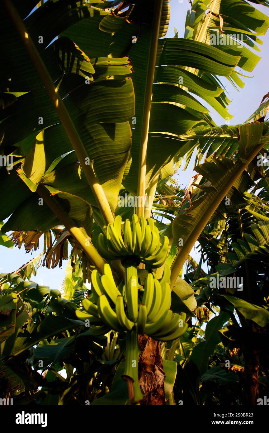 Bunches of bananas hang from a tree waiting to be harvested in the ...