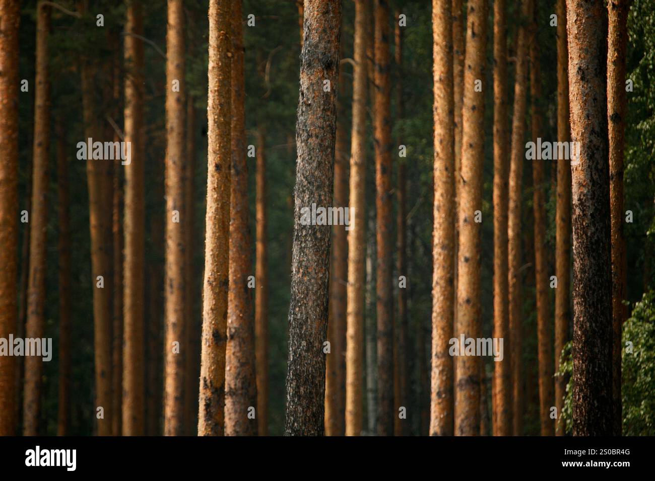 Pine tree truncks Stock Photo - Alamy