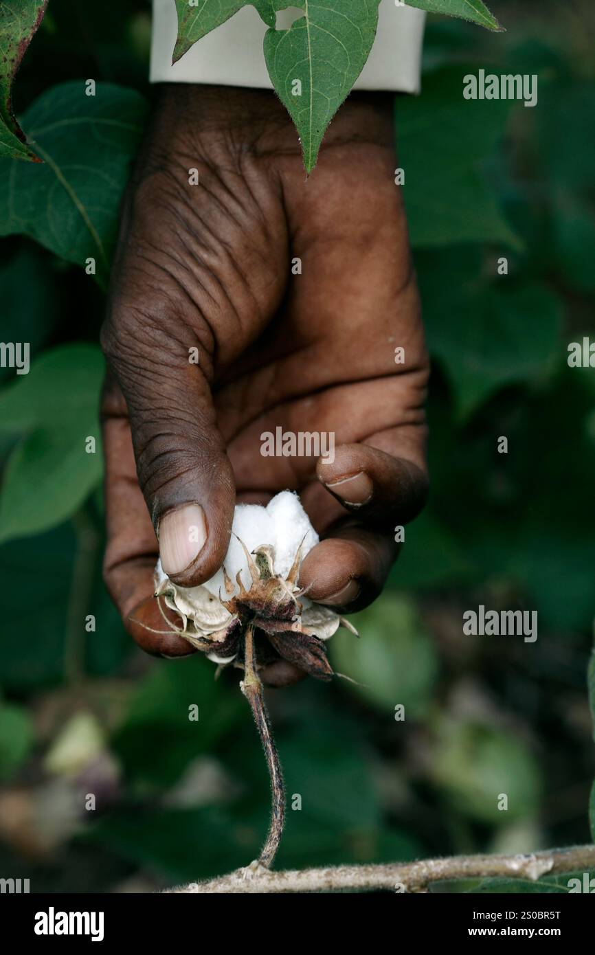 Hand picking cotton Stock Photo - Alamy