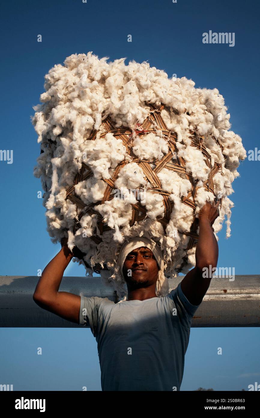Cotton worker carrying a basket full of cotton Stock Photo - Alamy