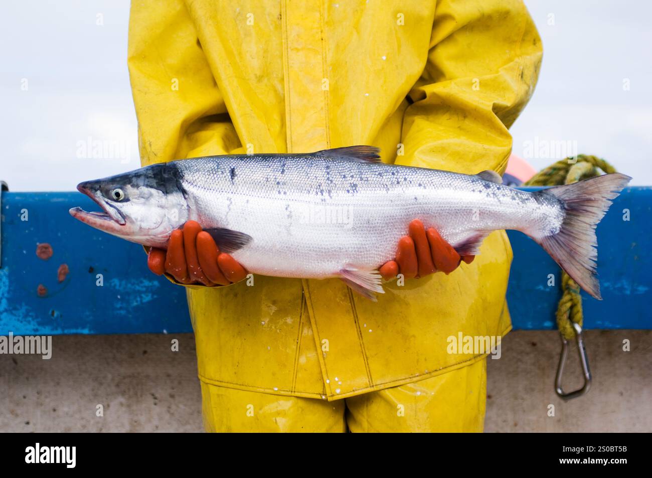 Salmon fisherman holding a fresh fish, Bristol Bay, Alaska, USA Stock ...