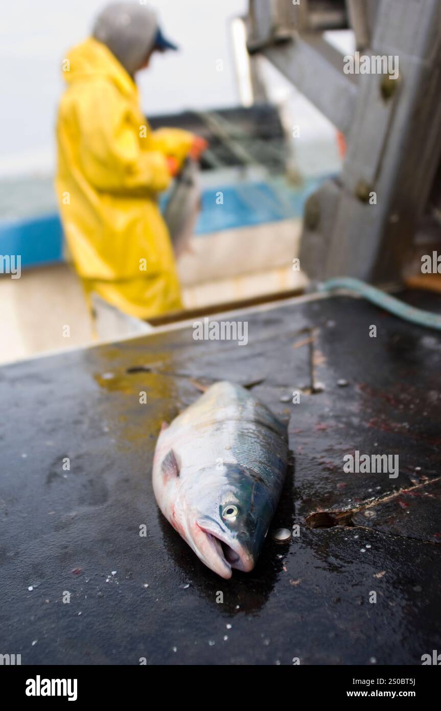 Sockeye salmon (Oncorhynchus nerka) on the deck of a fishing vessel ...