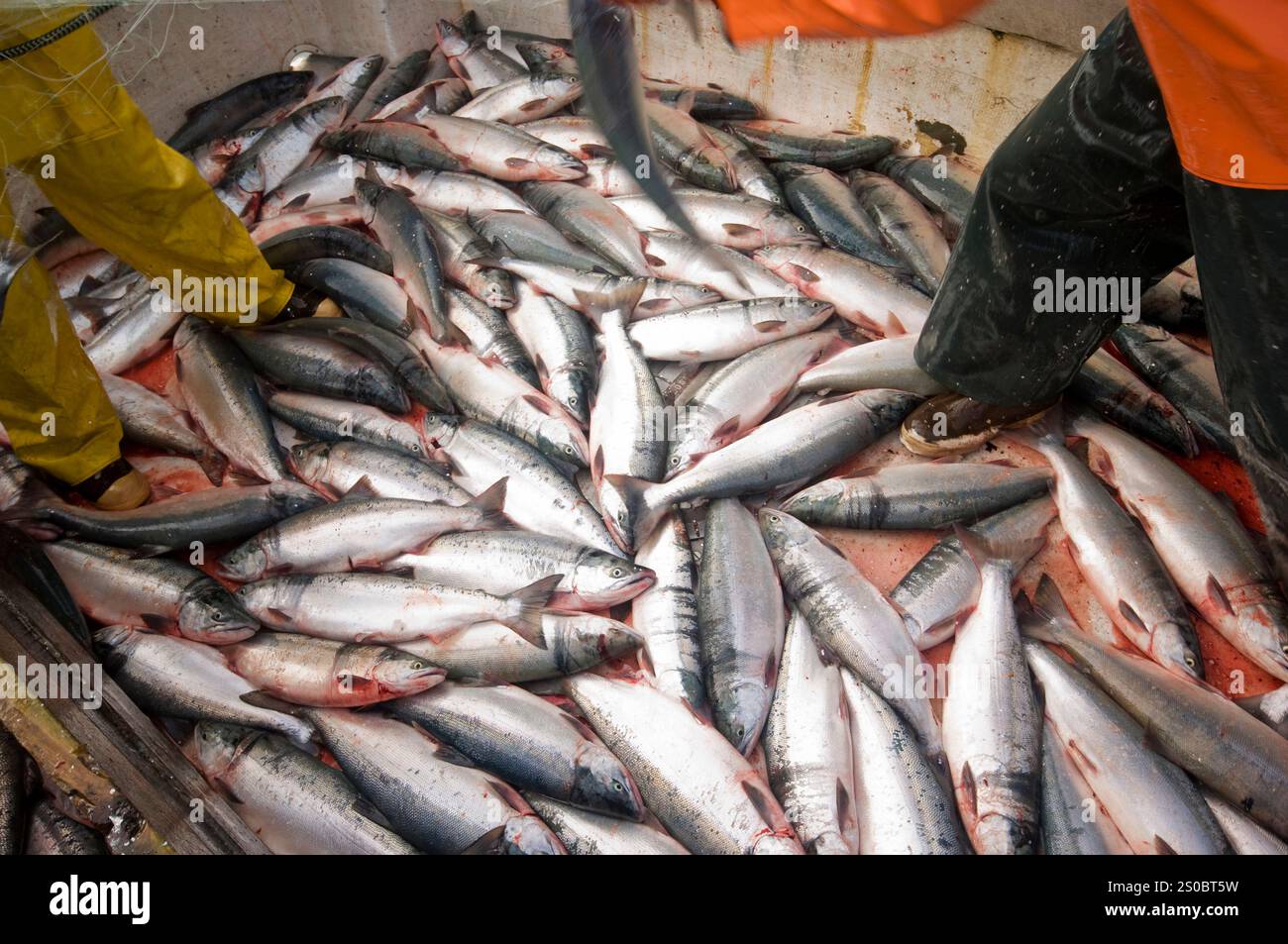 Sockeye salmon (Oncorhynchus nerka) also known as red salmon or blue ...