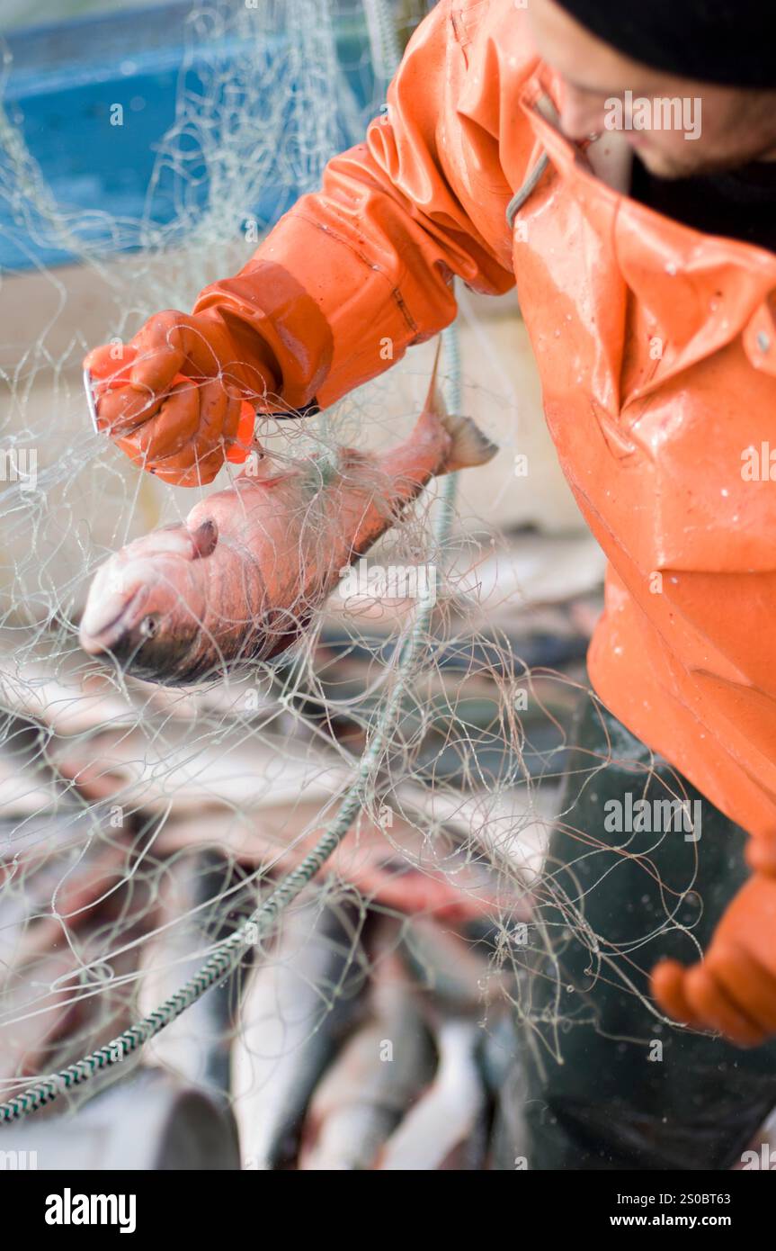 Salmon fisherman picking salmon from fishing gear, Bristol Bay, Alaska ...