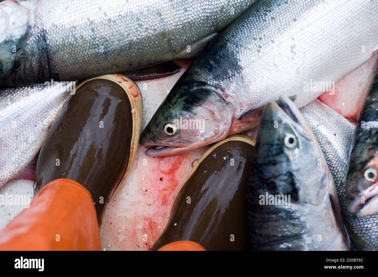 Sockeye salmon (Oncorhynchus nerka) on the deck of a fishing vessel ...