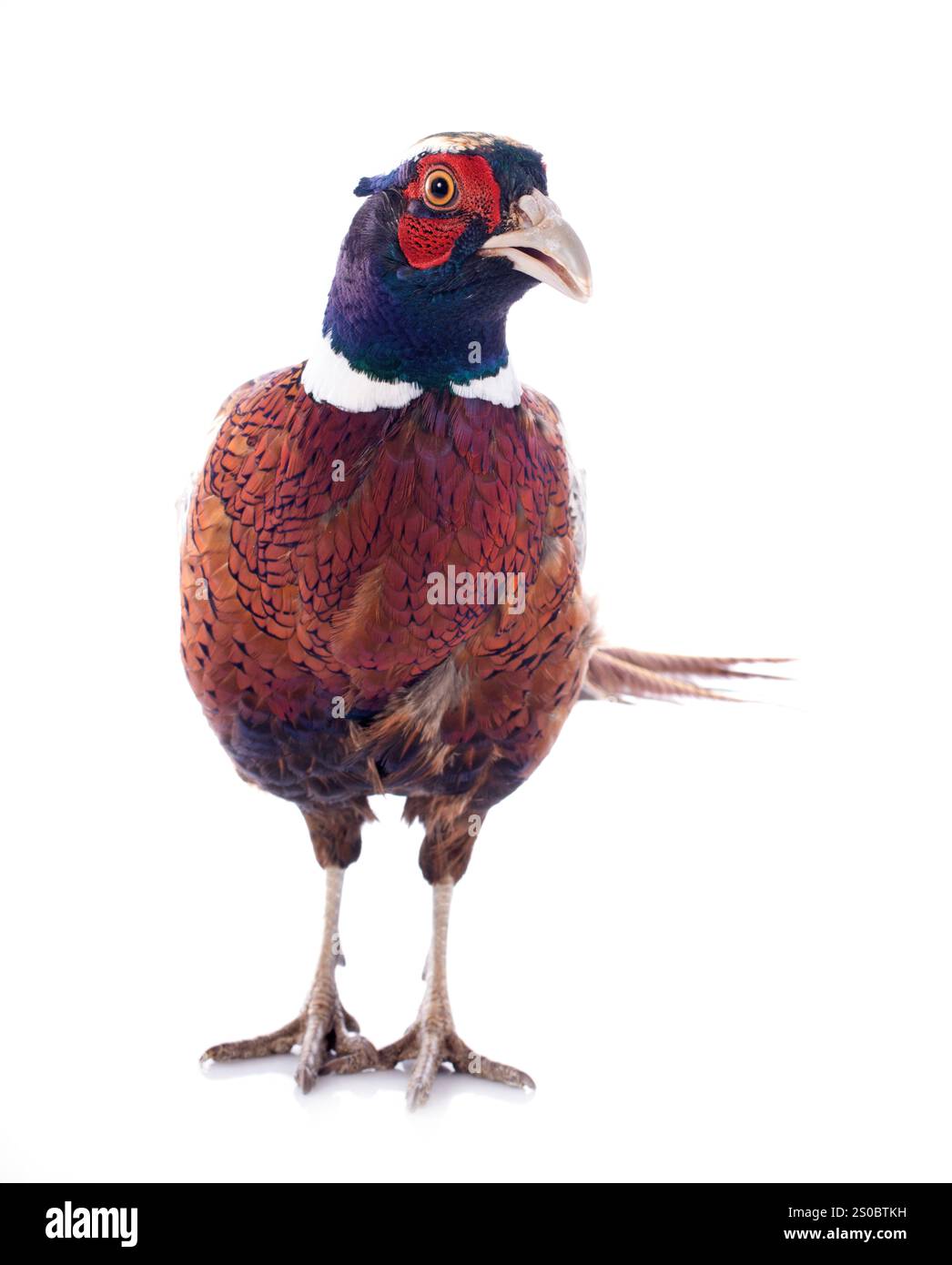 male european pheasant in front of white background Stock Photo - Alamy