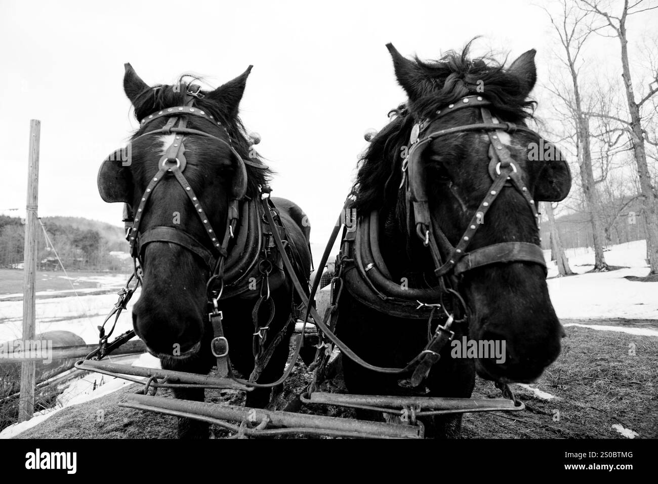 Animal used for Black and White Stock Photos & Images - Alamy