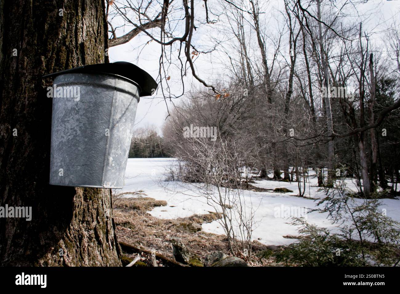 Traditional sap bucket Stock Photo - Alamy