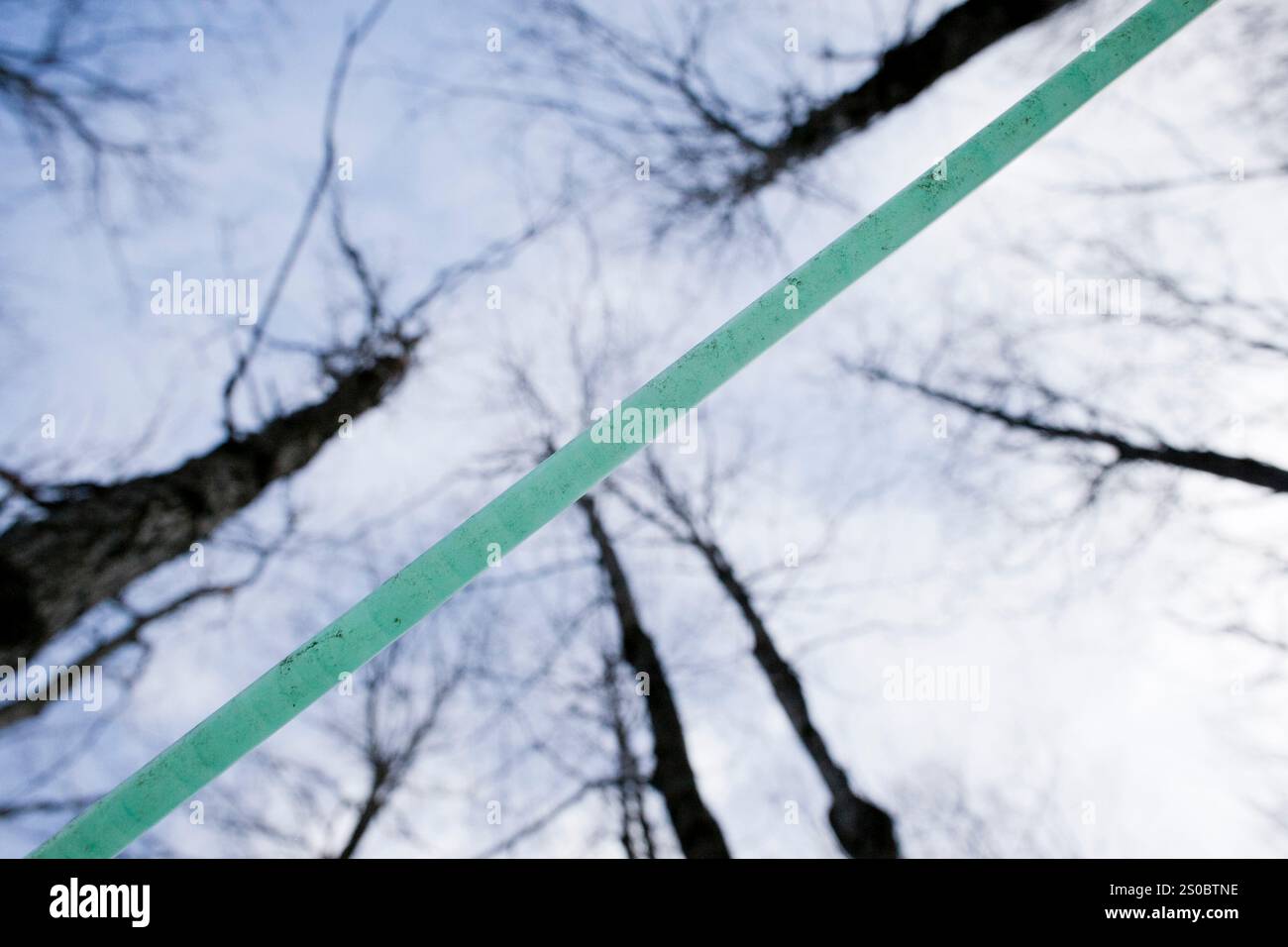 Maple syrup line Stock Photo - Alamy