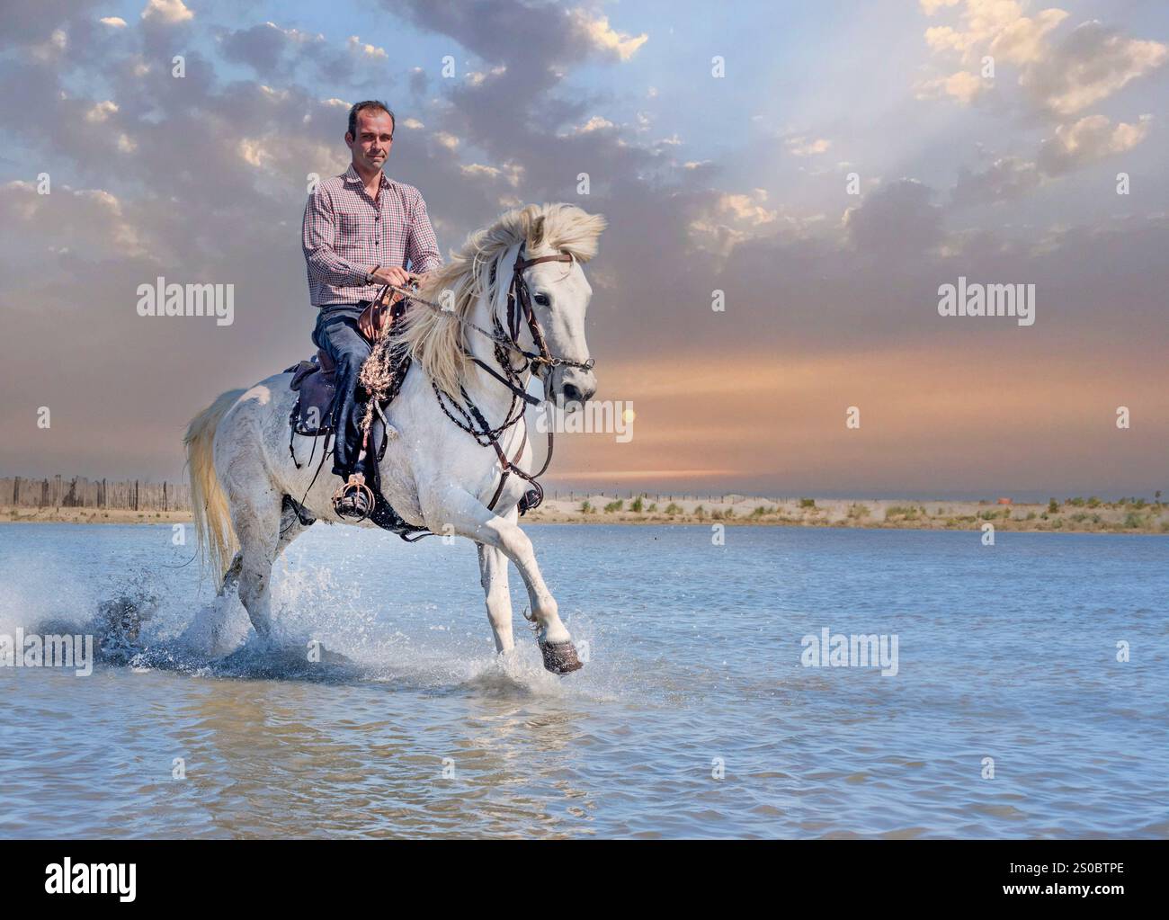 riding man and his stallion on the beach Stock Photo - Alamy