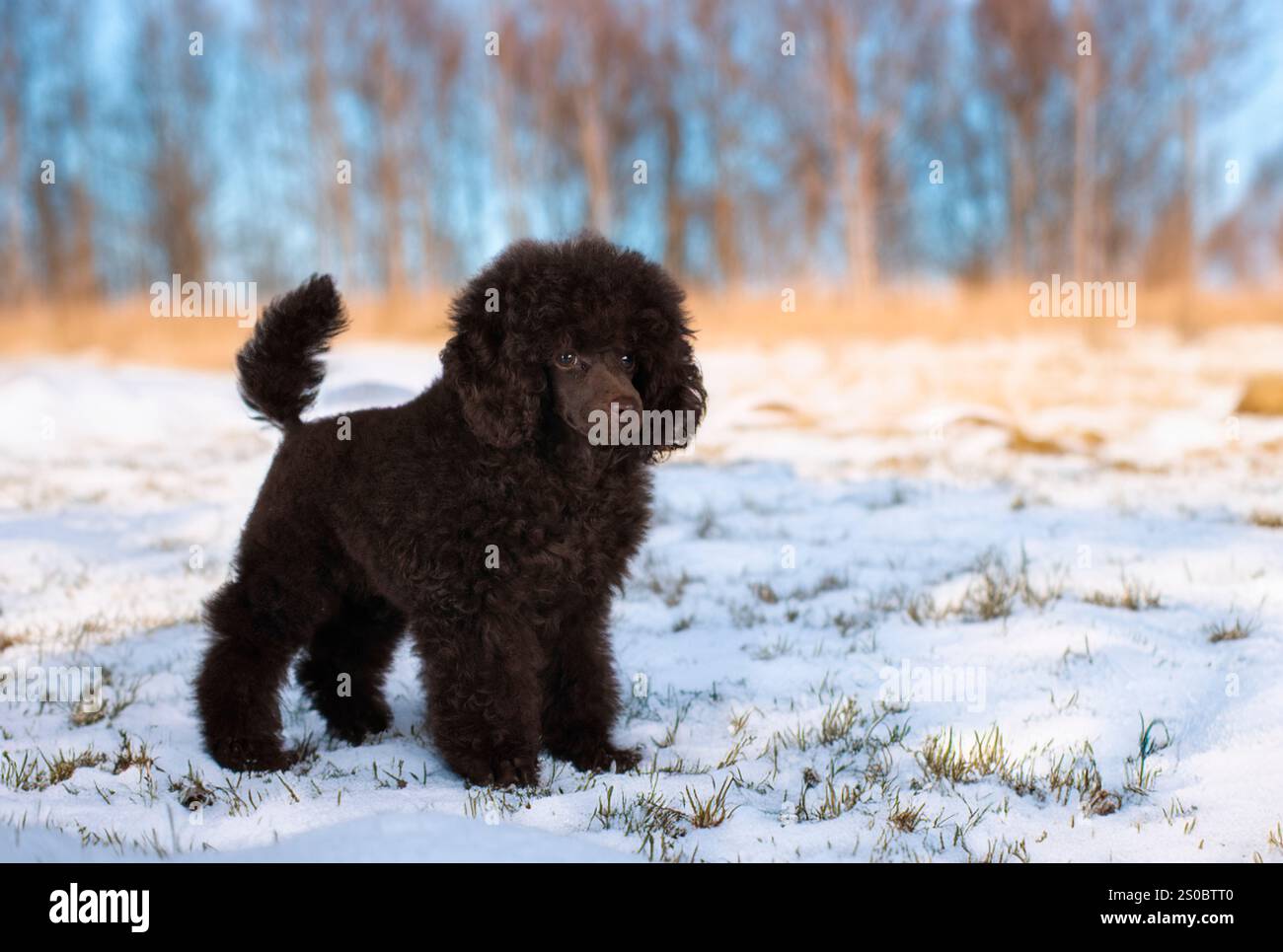 puppy poodle in front of nature background Stock Photo - Alamy