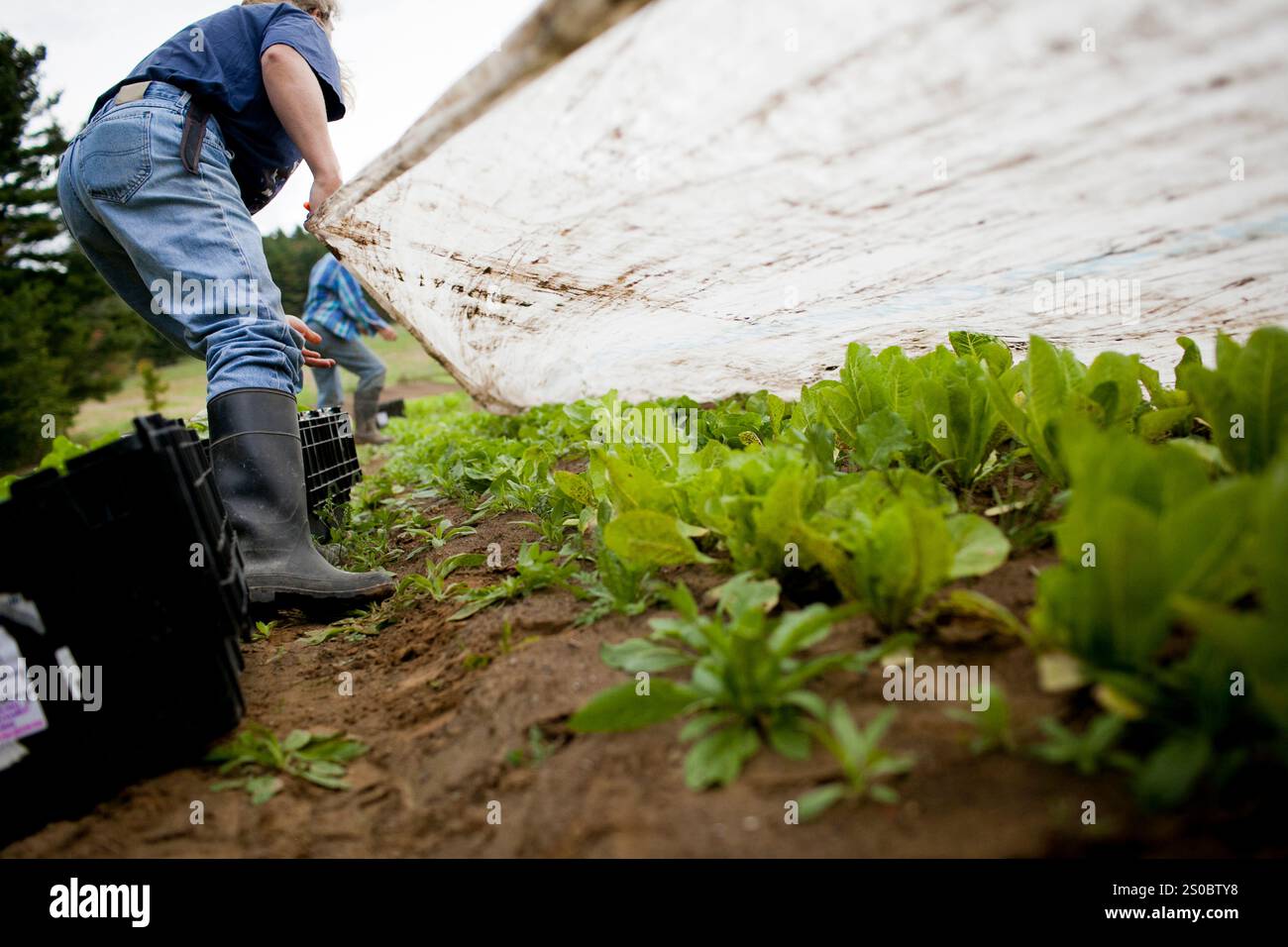 Farmer covering crops Stock Photo - Alamy