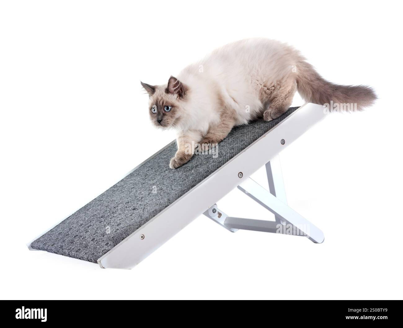 access ramp for dog or cat in front of white background Stock Photo - Alamy