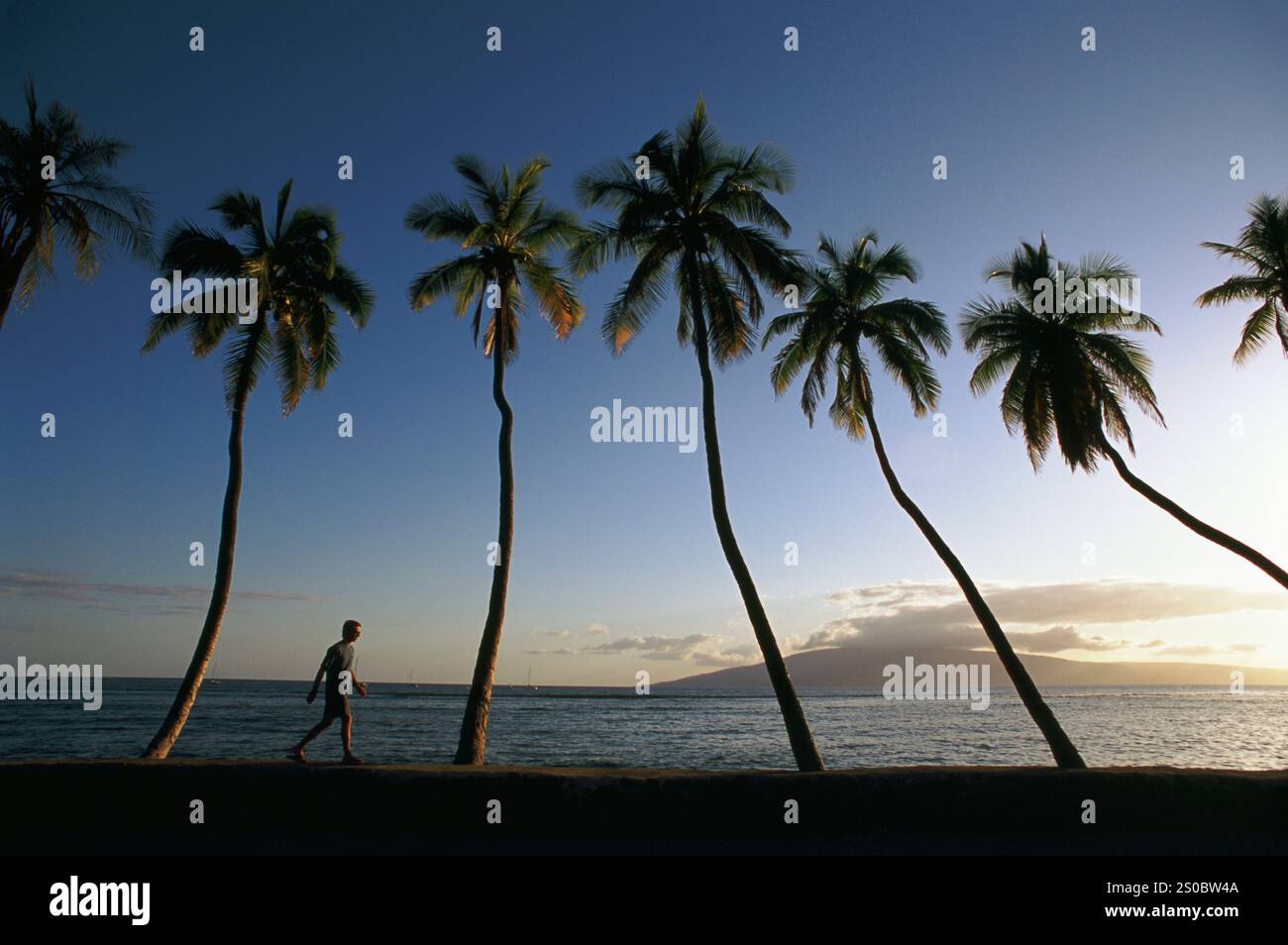 Man walking under line of palm trees Stock Photo - Alamy