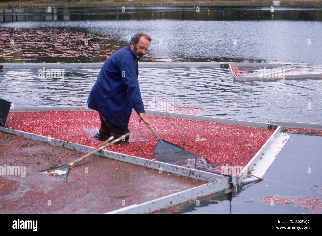 Cranberry harvest, Cape Cod, Massachusetts, USA Stock Photo - Alamy