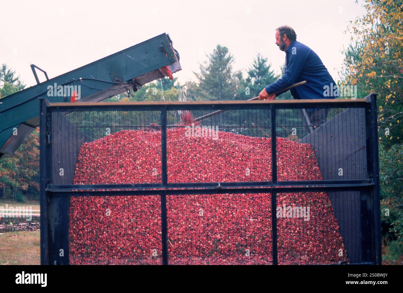 Cranberry harvest in Cape Cod Stock Photo - Alamy