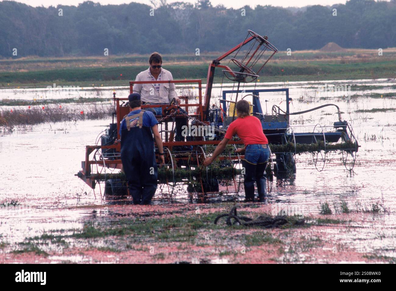 Three men working machine in the center of cranberry bog harvesting ...