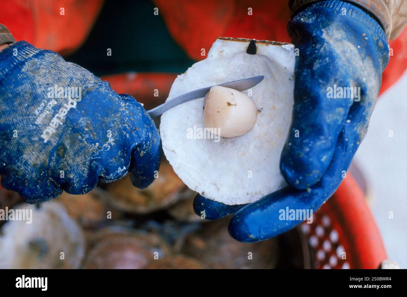 Harvesting scallops hi-res stock photography and images - Alamy