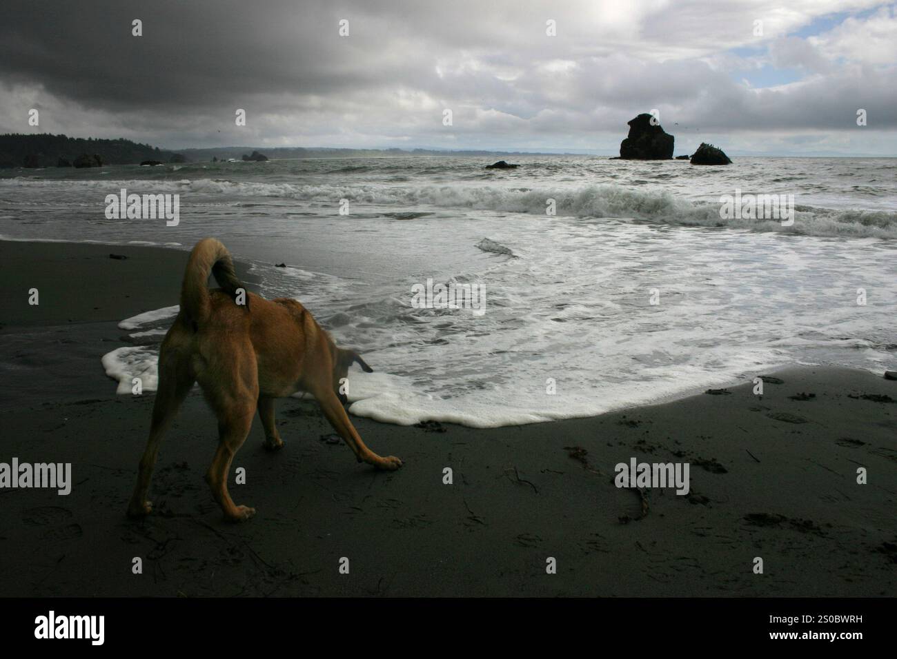Trinidad State Beach, Trinidad, California Stock Photo - Alamy