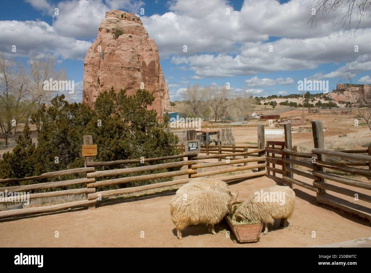 Navajo Tribal Zoo, Window Rock, Arizona Stock Photo - Alamy