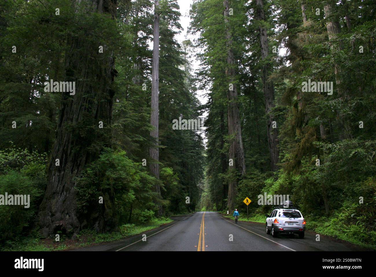 Driving through Redwood National Park, California Stock Photo - Alamy