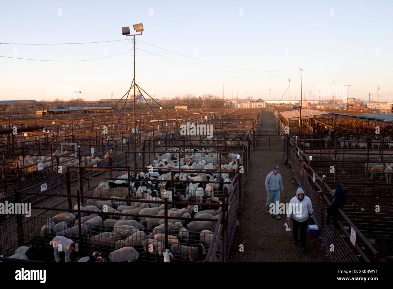 Producers Livestock Auction, San Angelo, Texas Stock Photo - Alamy