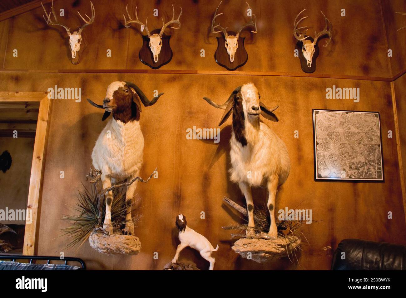 Marvin Shurley Meat Goat Ranch, Sonora, Texas Stock Photo - Alamy