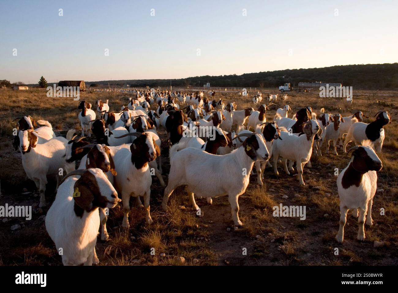 American meat goat association hi-res stock photography and images - Alamy