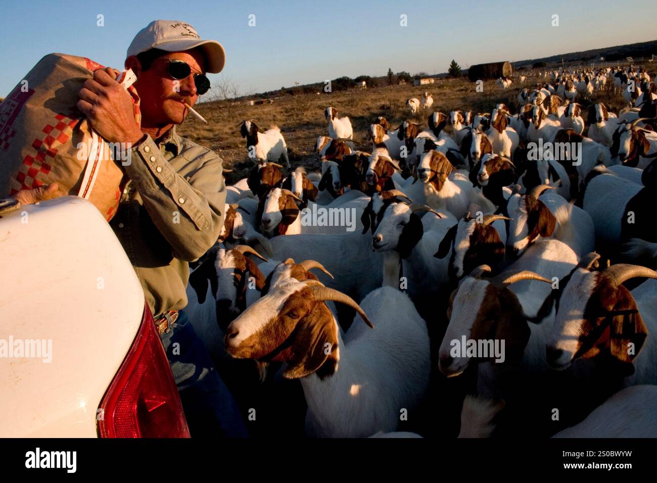Marvin Shurley Meat Goat Ranch, Sonora, Texas Stock Photo - Alamy