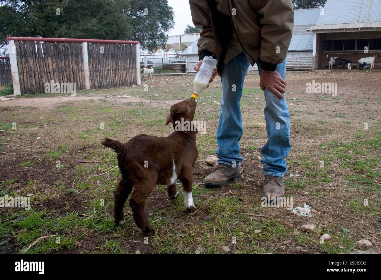 American meat goat association hi-res stock photography and images - Alamy