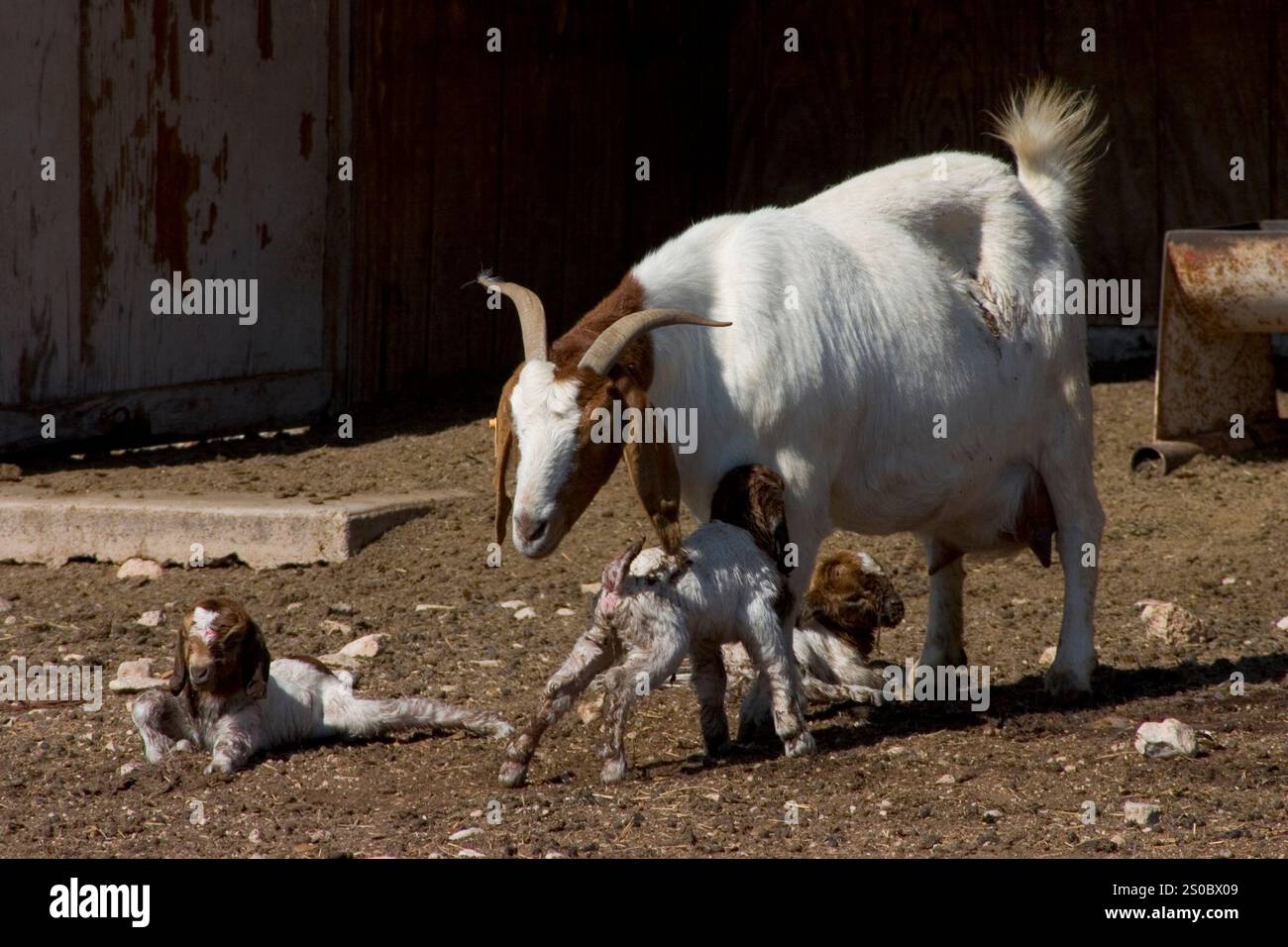 Marvin Shurley Meat Goat Ranch, Sonora, Texas Stock Photo - Alamy