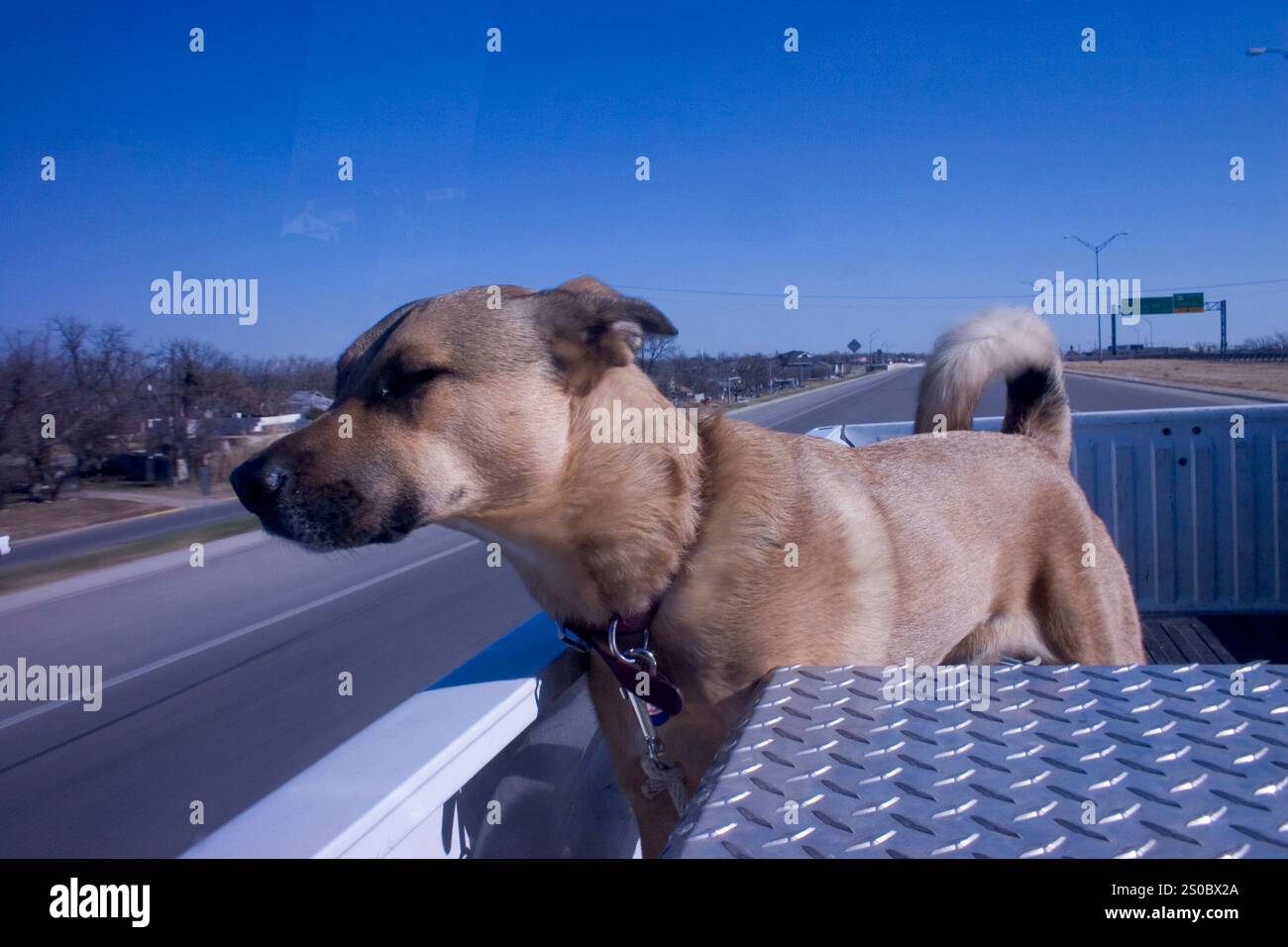 Dog riding in pickup truck Stock Photo - Alamy