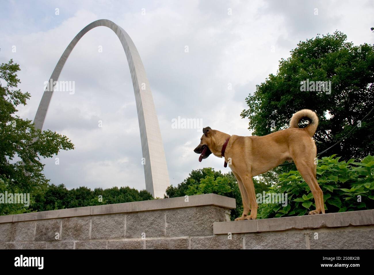 Dog in front of the St. Louis Arch Stock Photo - Alamy