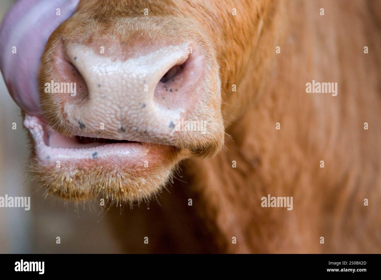 Cow licking its lips Stock Photo - Alamy