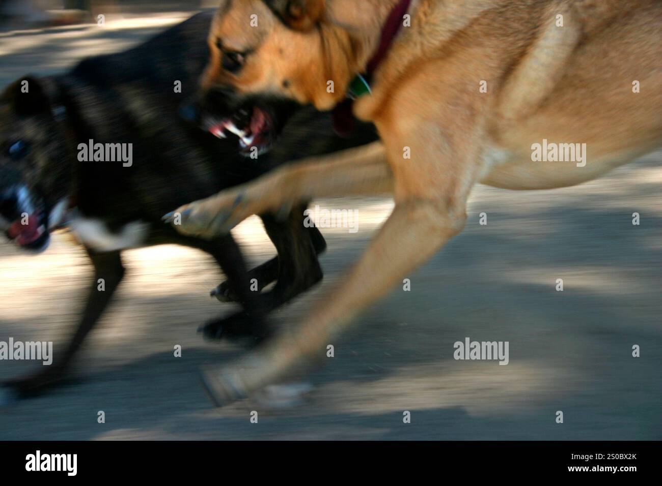 Snarling dogs hi-res stock photography and images - Alamy