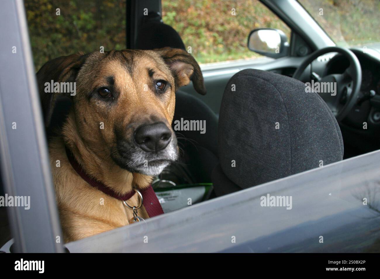 Dog riding in a car Stock Photo - Alamy