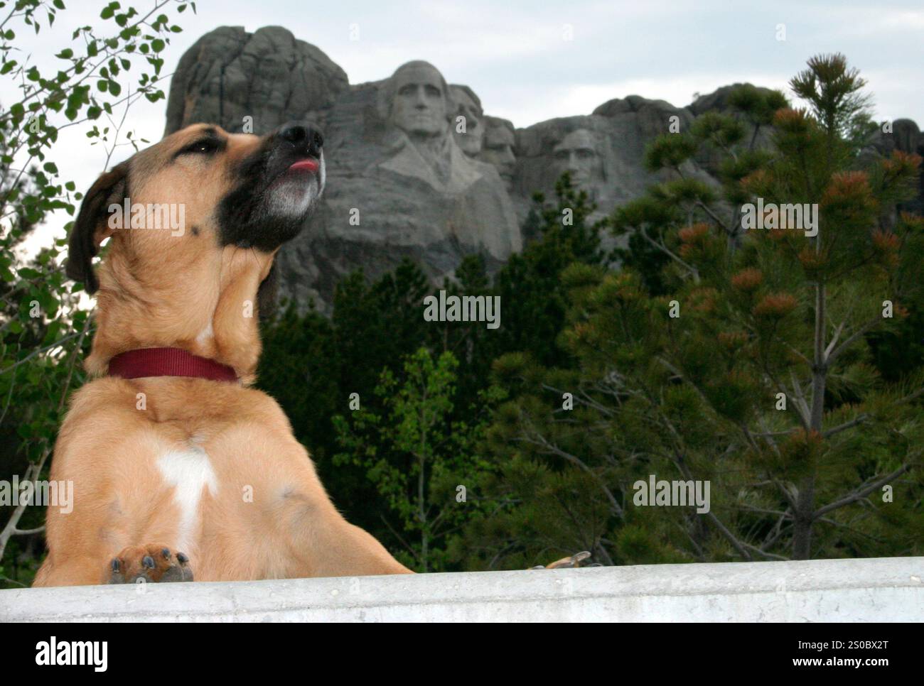 Dog in front of Mount Rushmore Stock Photo - Alamy