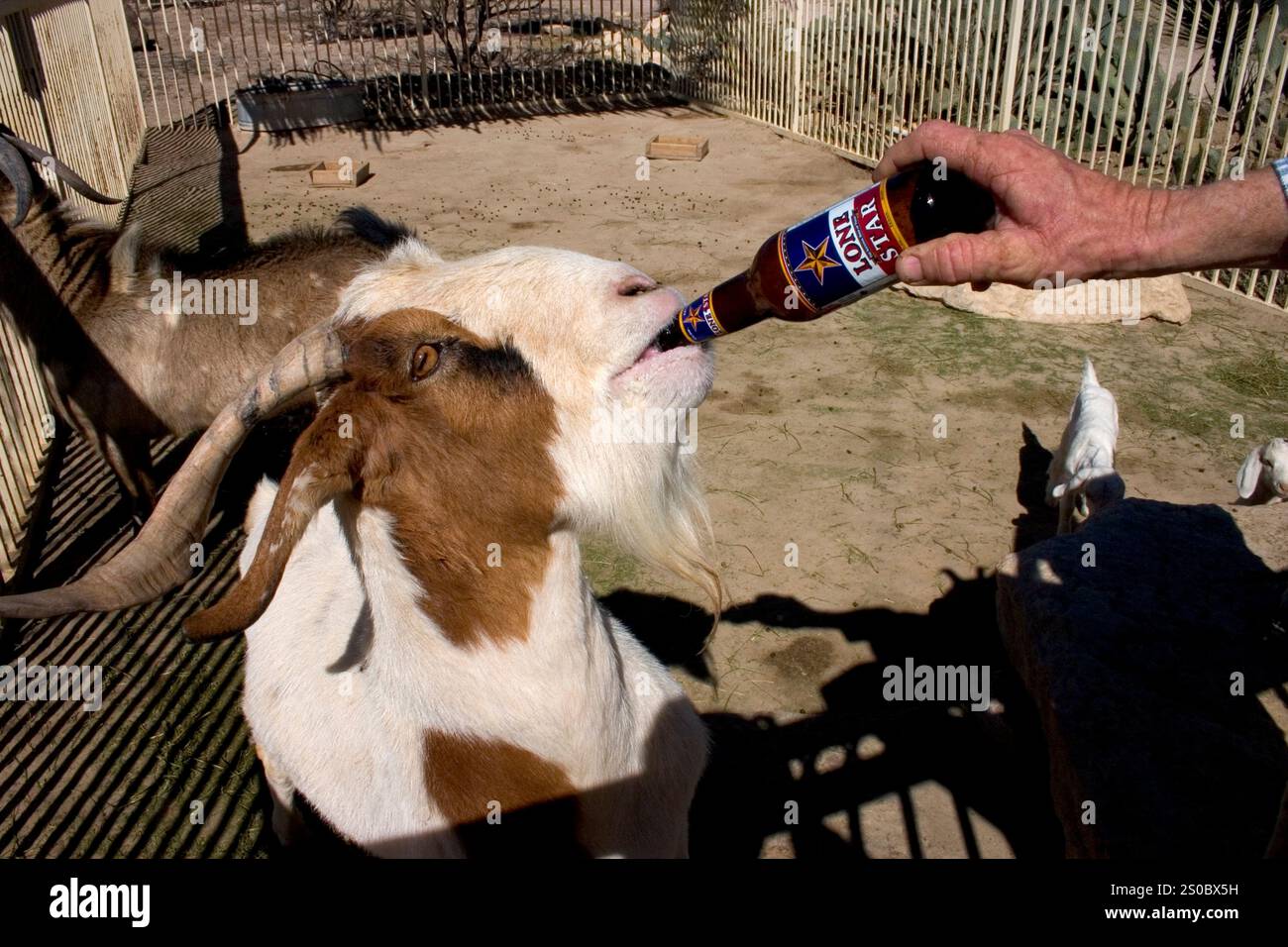 Goat drinking beer Stock Photo - Alamy