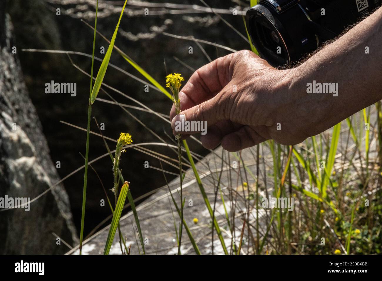 Hans Ohrt, environmental specialist at the OEresund Bridge, with the ...
