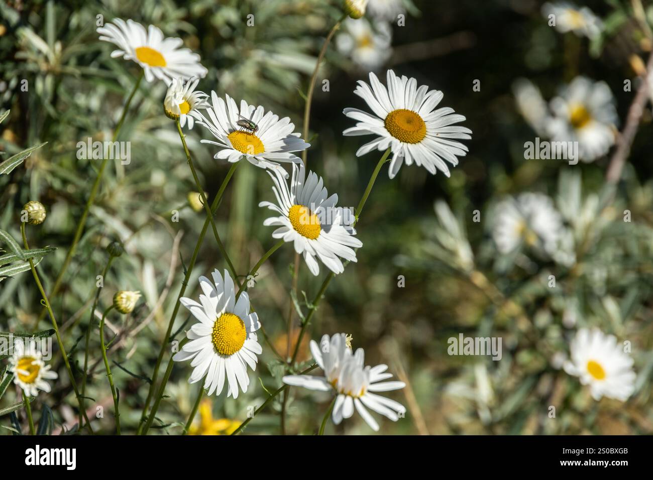Pepeberholm, Denmark. 25th June, 2024. Leucanthemum seen in Peberholm ...